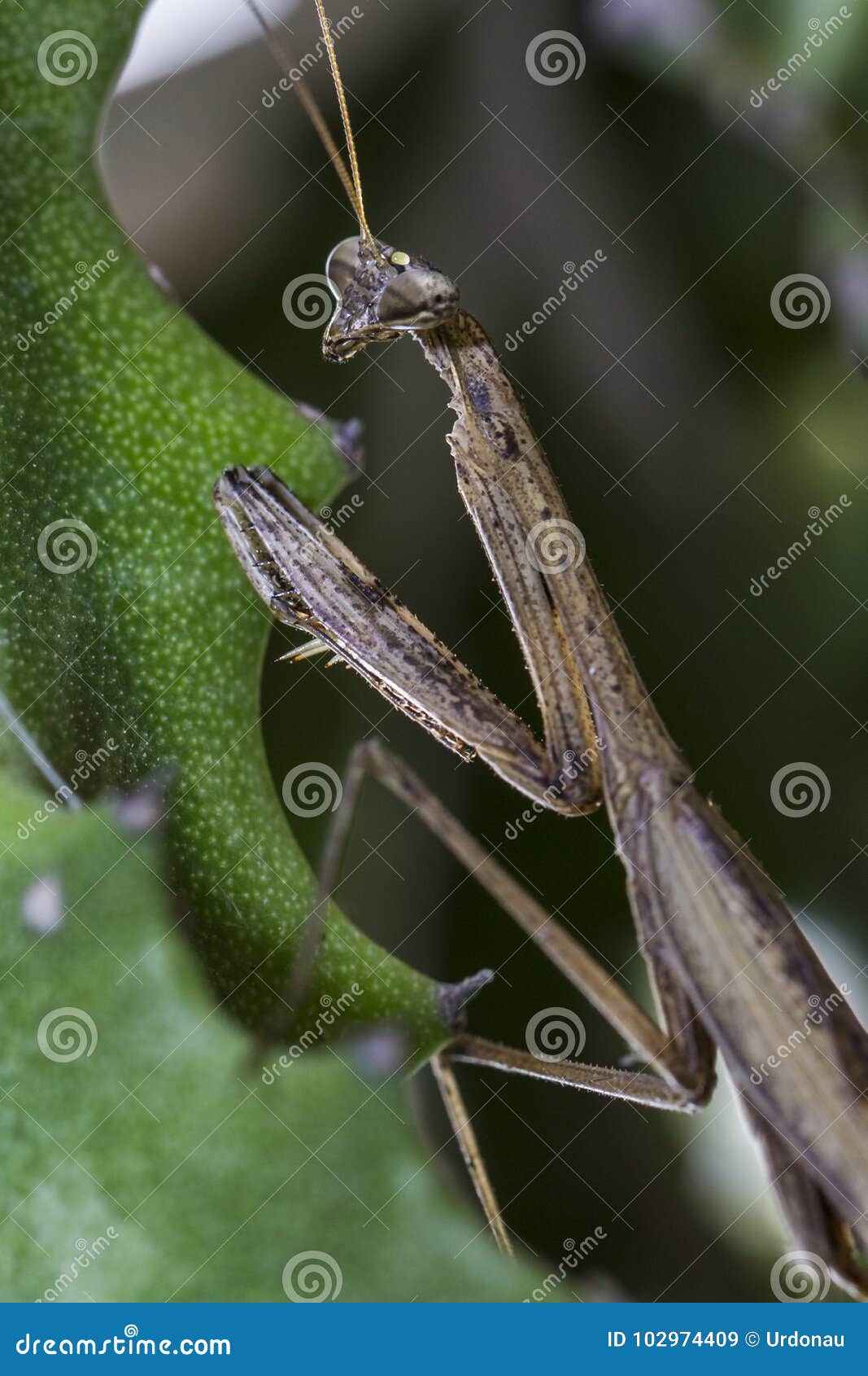 Mantis imagem de stock. Imagem de asas, espécie, mantimentos - 102974409