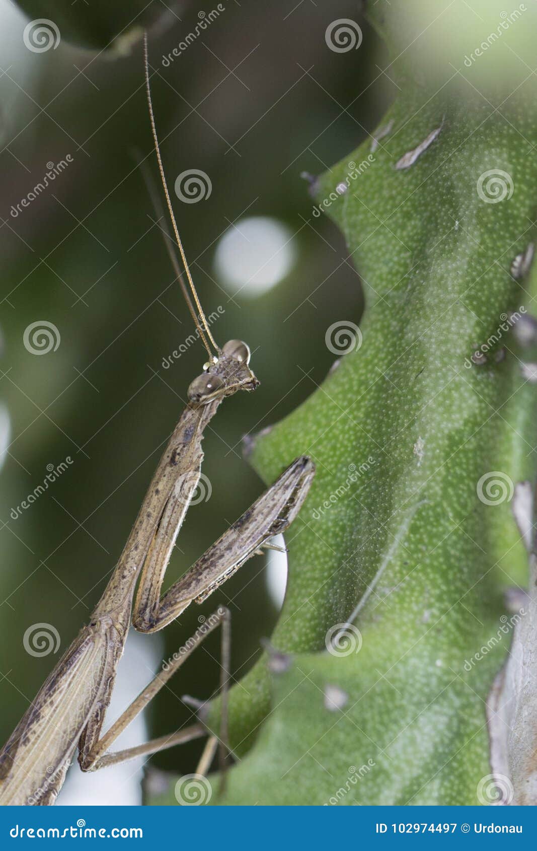 Mantis στοκ εικόνα. εικόνα από - 102974497