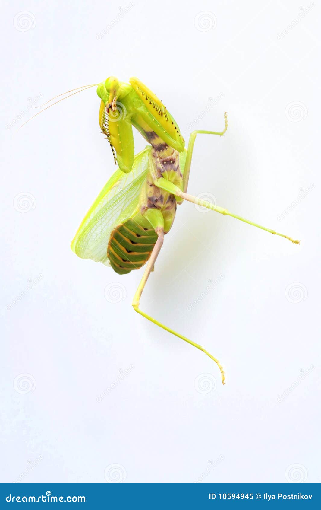 Mantis stock image. Image of invertebrate, camouflage - 10594945
