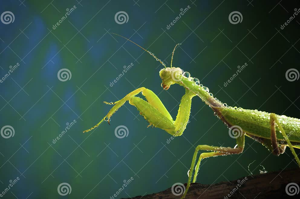 Mantis stock photo. Image of copy, animals, formal, horror - 10594978