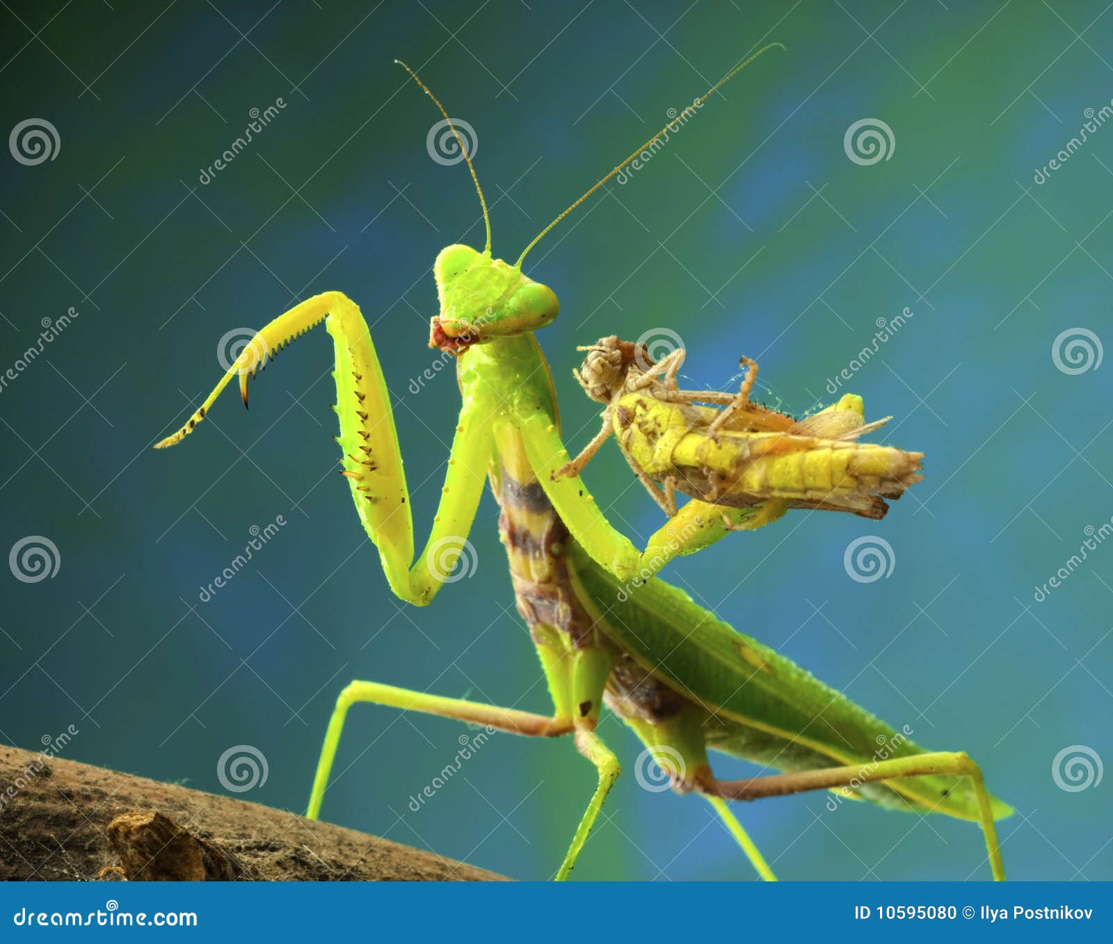Mantis stock photo. Image of drop, praying, formal, macro - 10595080
