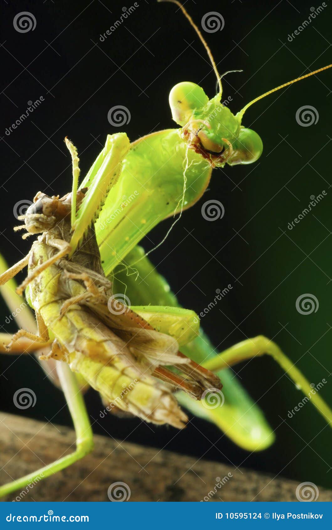 Mantis stock photo. Image of ornamental, insect, green - 10595124