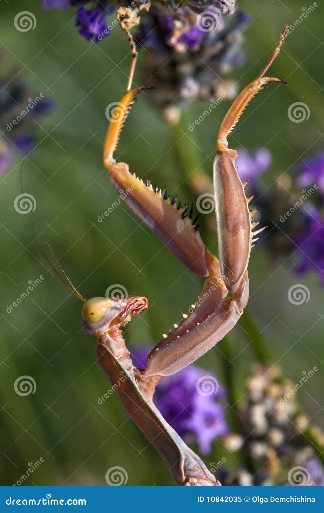 Mantis stock image. Image of face, nature, predator, danger - 10842035