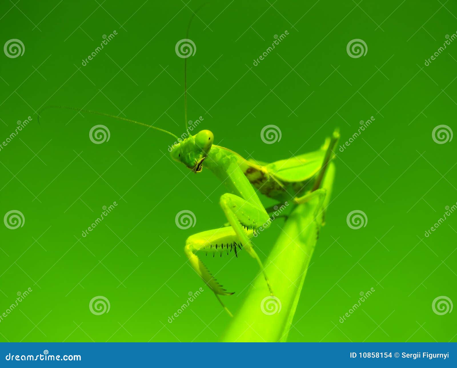 Mantis stock photo. Image of life, leaf, lovable, danger - 10858154