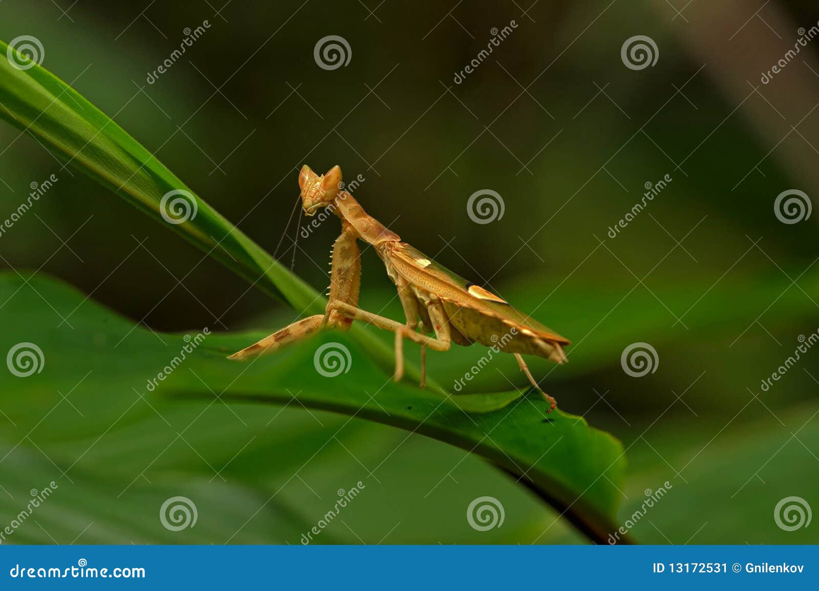 Mantis stock image. Image of green, mantis, claws, arthropod - 13172531