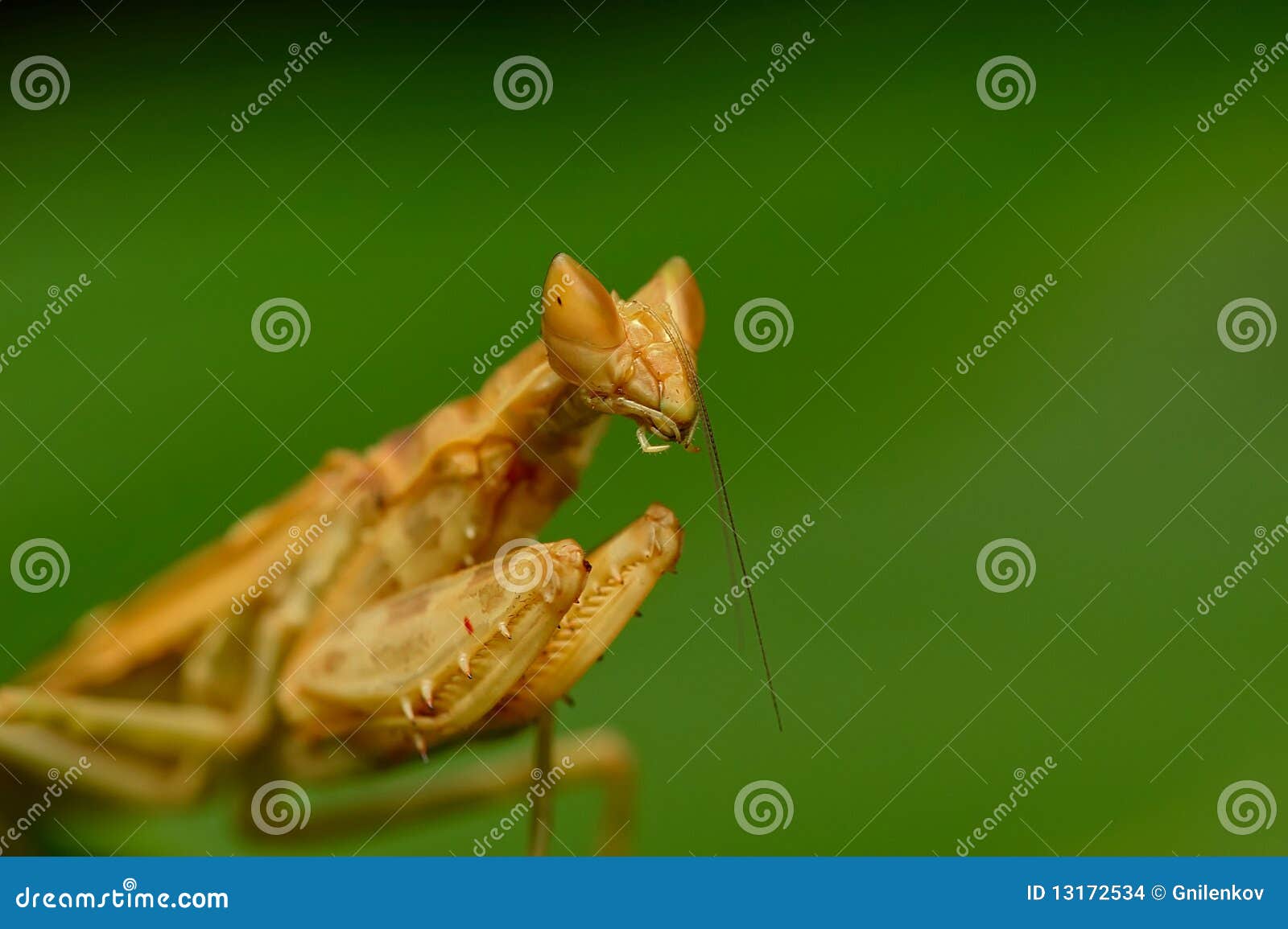 Mantis stock photo. Image of cannibal, laos, life, prey - 13172534