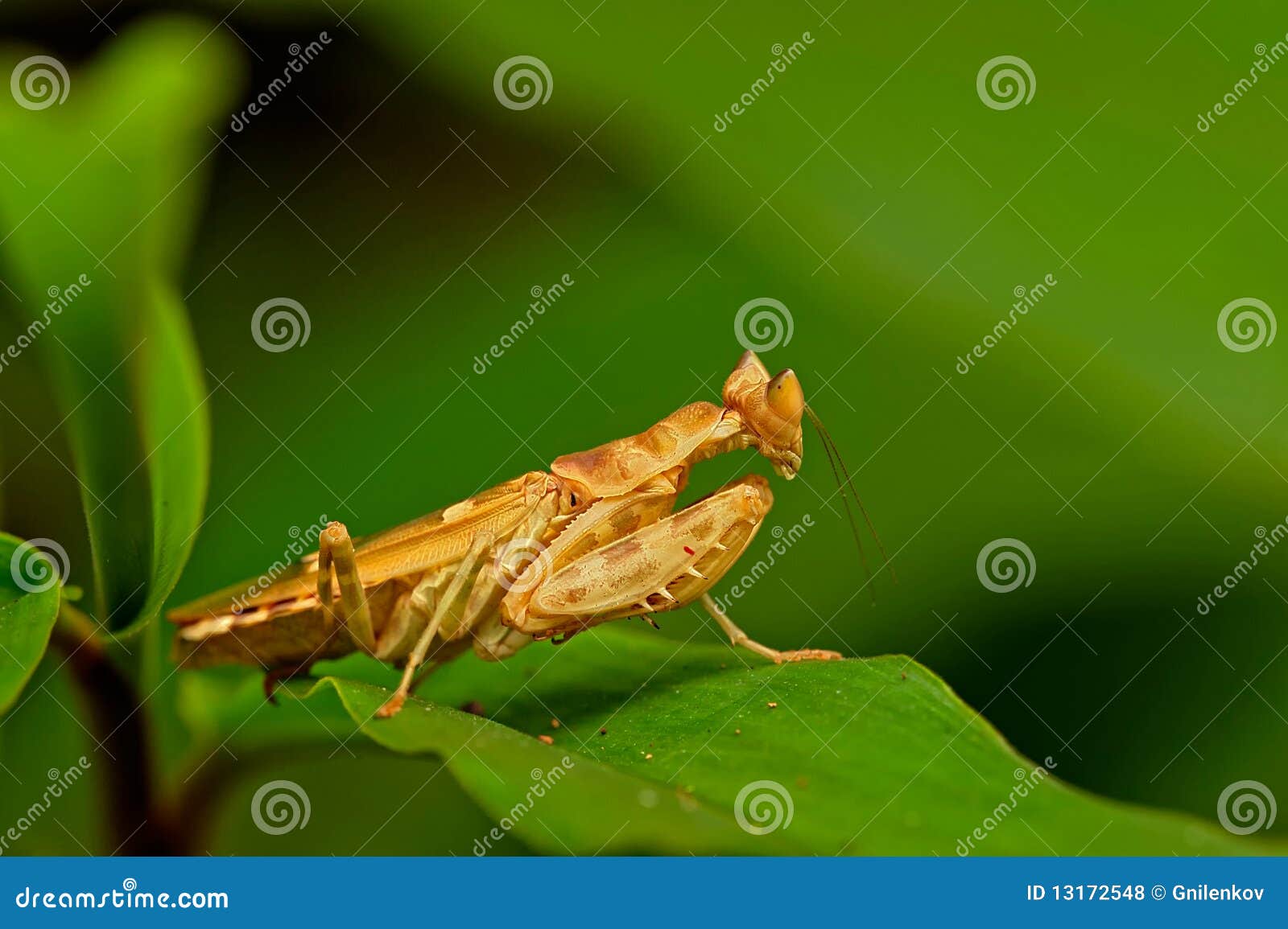 Mantis stock photo. Image of close, nature, macro, green - 13172548
