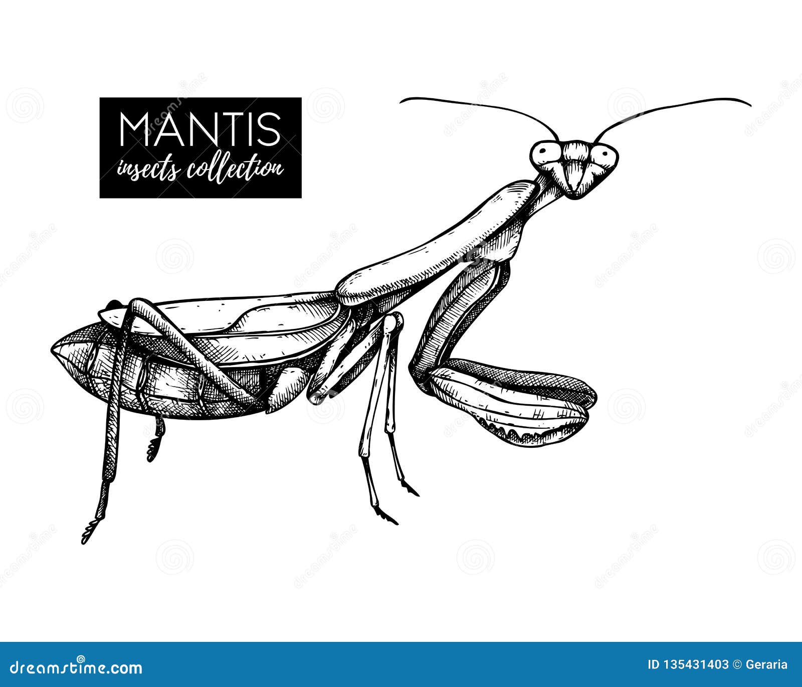 The Mantis. Drawing Worksheet. Vector Illustration | CartoonDealer.com ...
