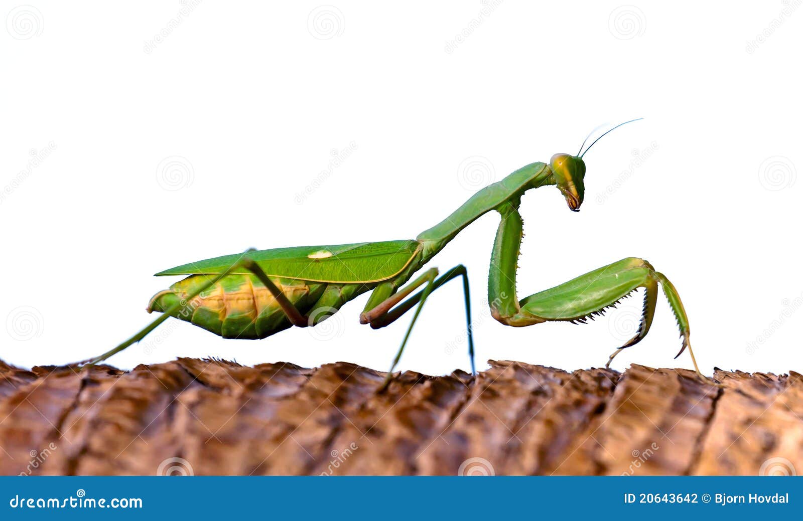 Mantis stock photo. Image of mantis, mantid, green, devious - 20643642