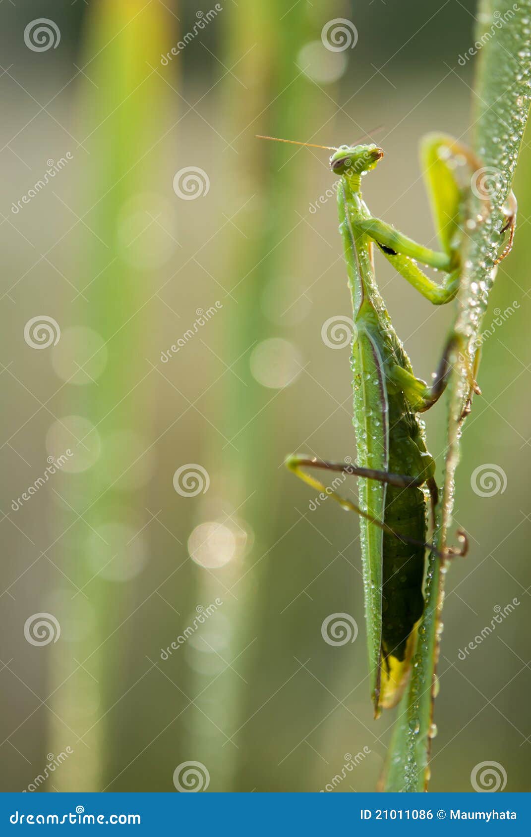 Mantis stock photo. Image of singapore, stalk, field - 21011086
