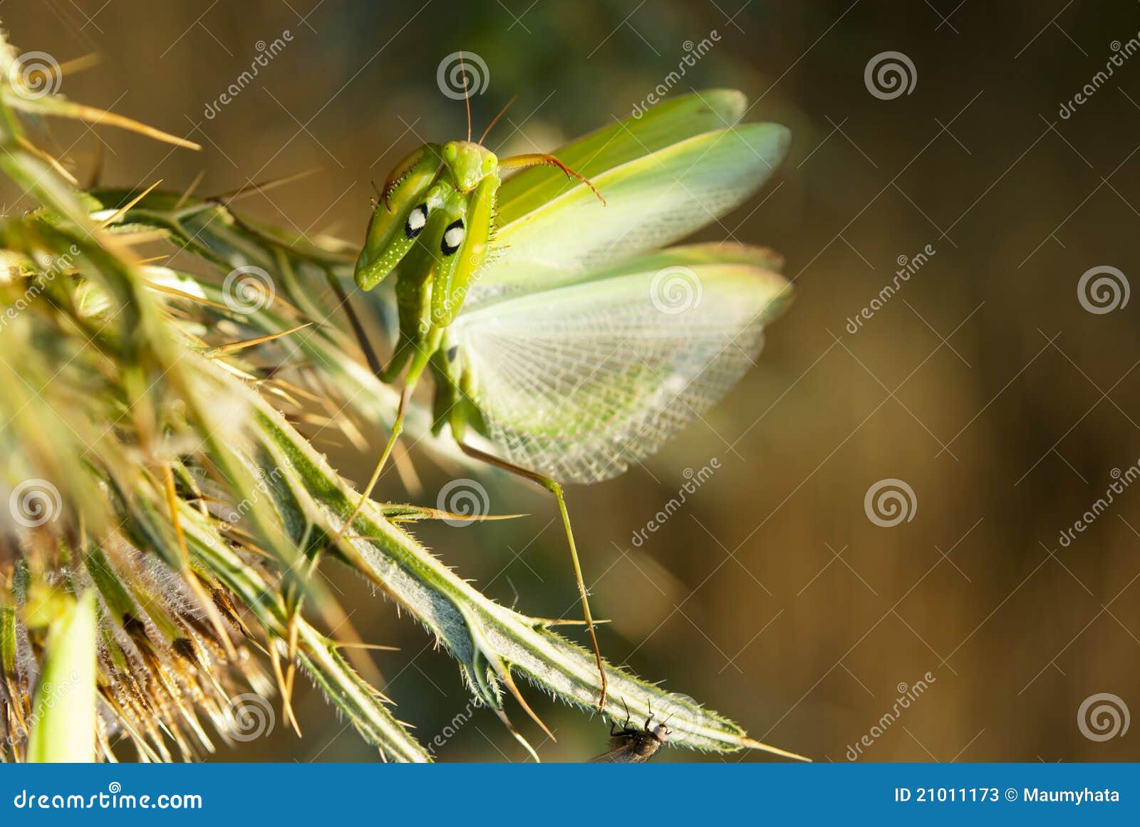 Mantis Model Stock Photos - Free & Royalty-Free Stock Photos from ...