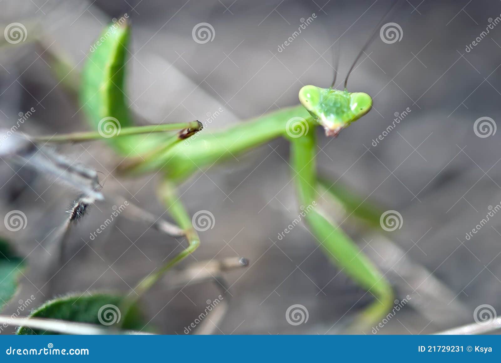 Mantis stock image. Image of looking, nature, wildlife - 21729231