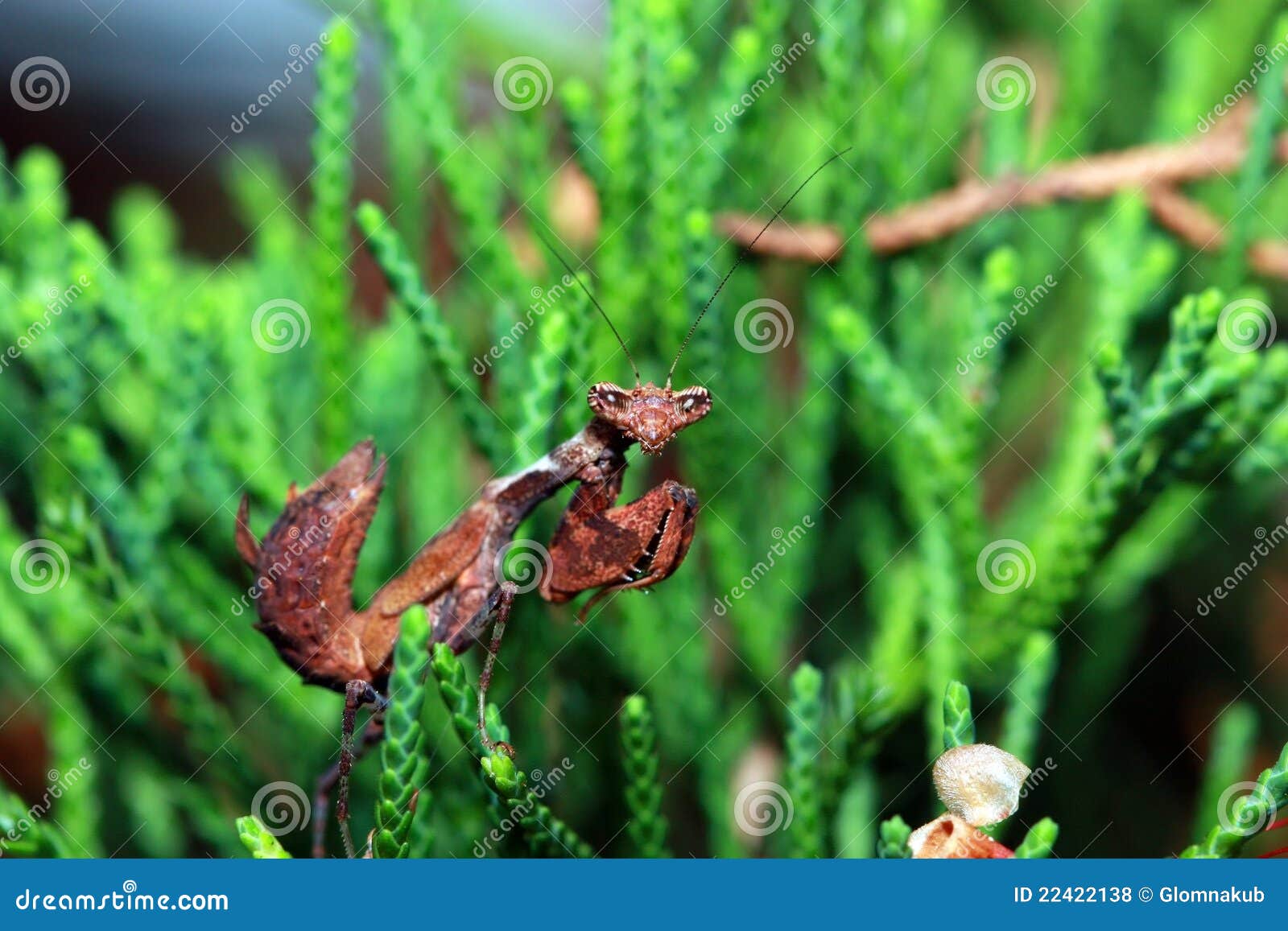 Mantis stock photo. Image of smile, insect, animals, animal - 22422138
