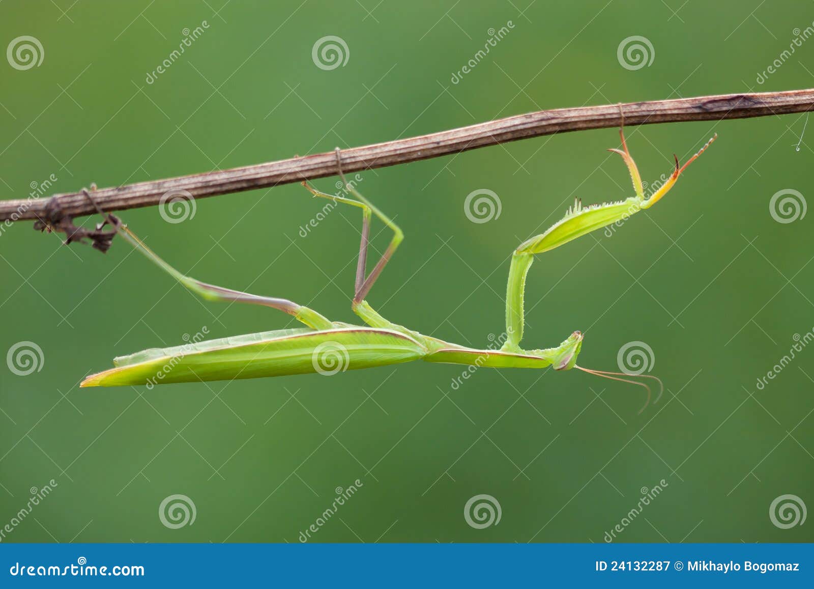 Mantis stock image. Image of summer, brown, flier, insect - 24132287