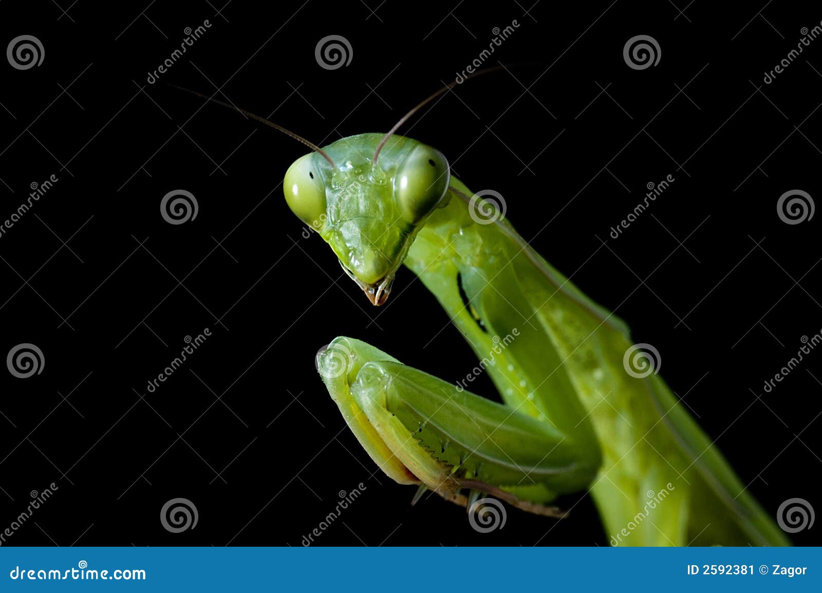 Mantis stock image. Image of macro, face, mantis, closeup - 2592381