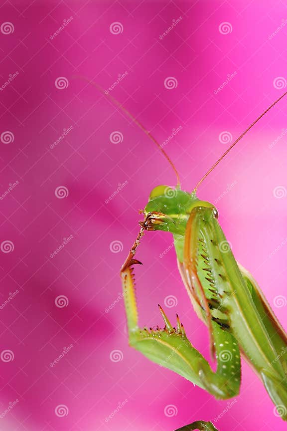 Mantis stock image. Image of mantis, antenna, wildlife - 26289851