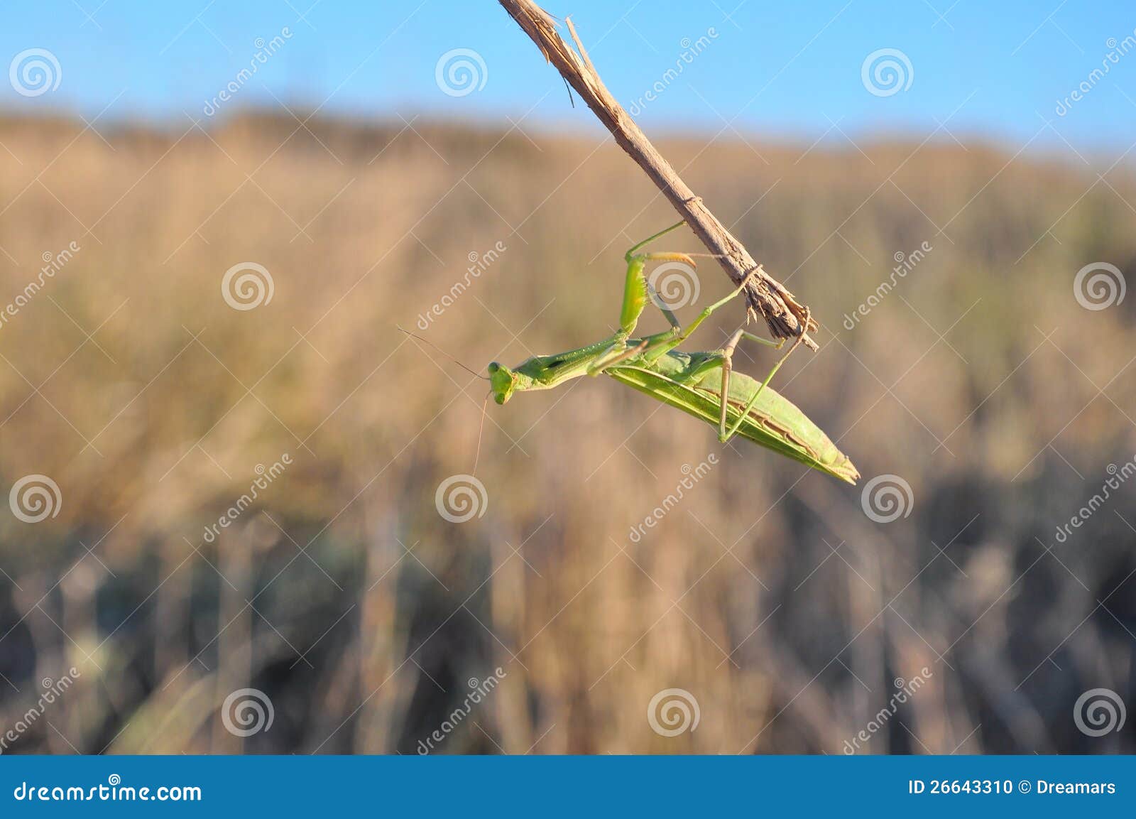 Mantis stock photo. Image of insect, abdomen, nature - 26643310