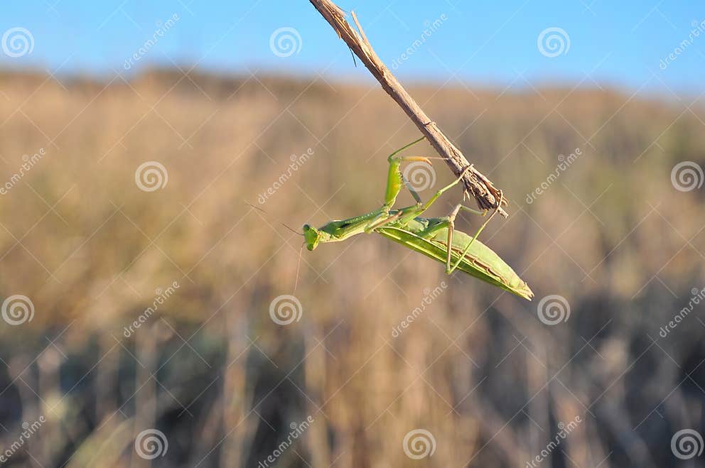 Mantis stock photo. Image of insect, abdomen, nature - 26643310