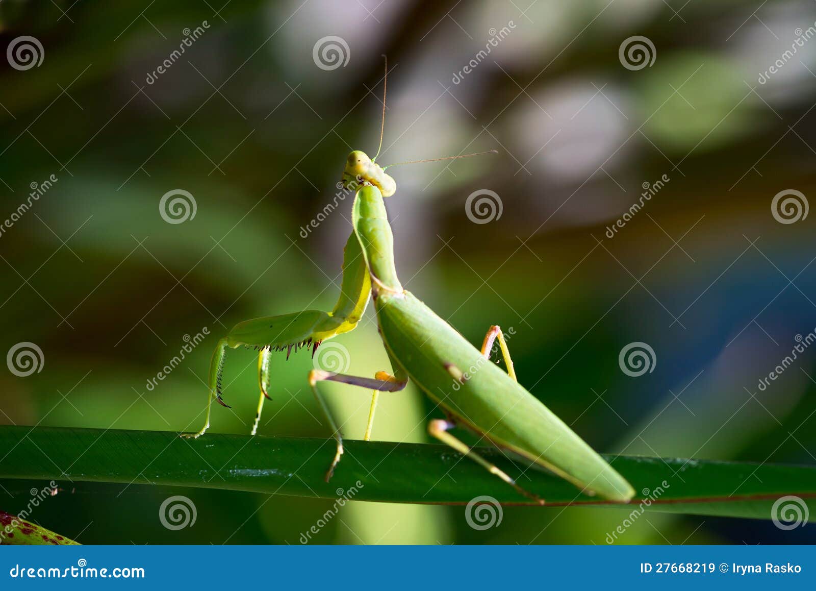 Mantis stock image. Image of leaf, control, claws, invertebrate - 27668219