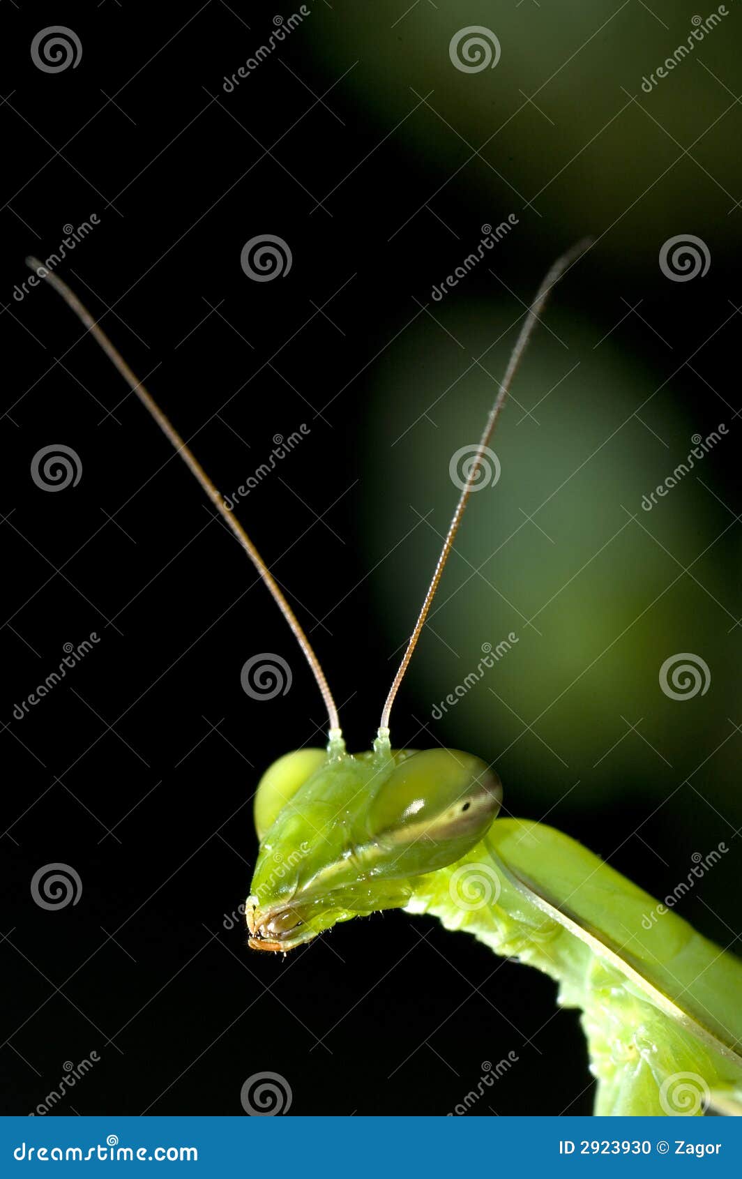 Mantis stock photo. Image of mantis, antenna, sacred, prayer - 2923930