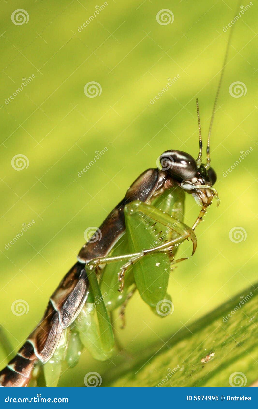 Mantis stock image. Image of closeup, licking, green, nature - 5974995