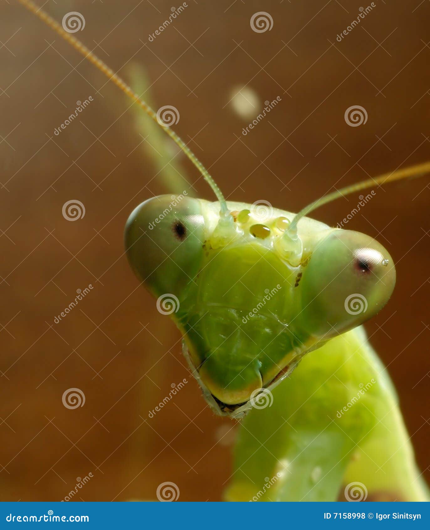 Mantis stock photo. Image of preying, solid, forelegs - 7158998