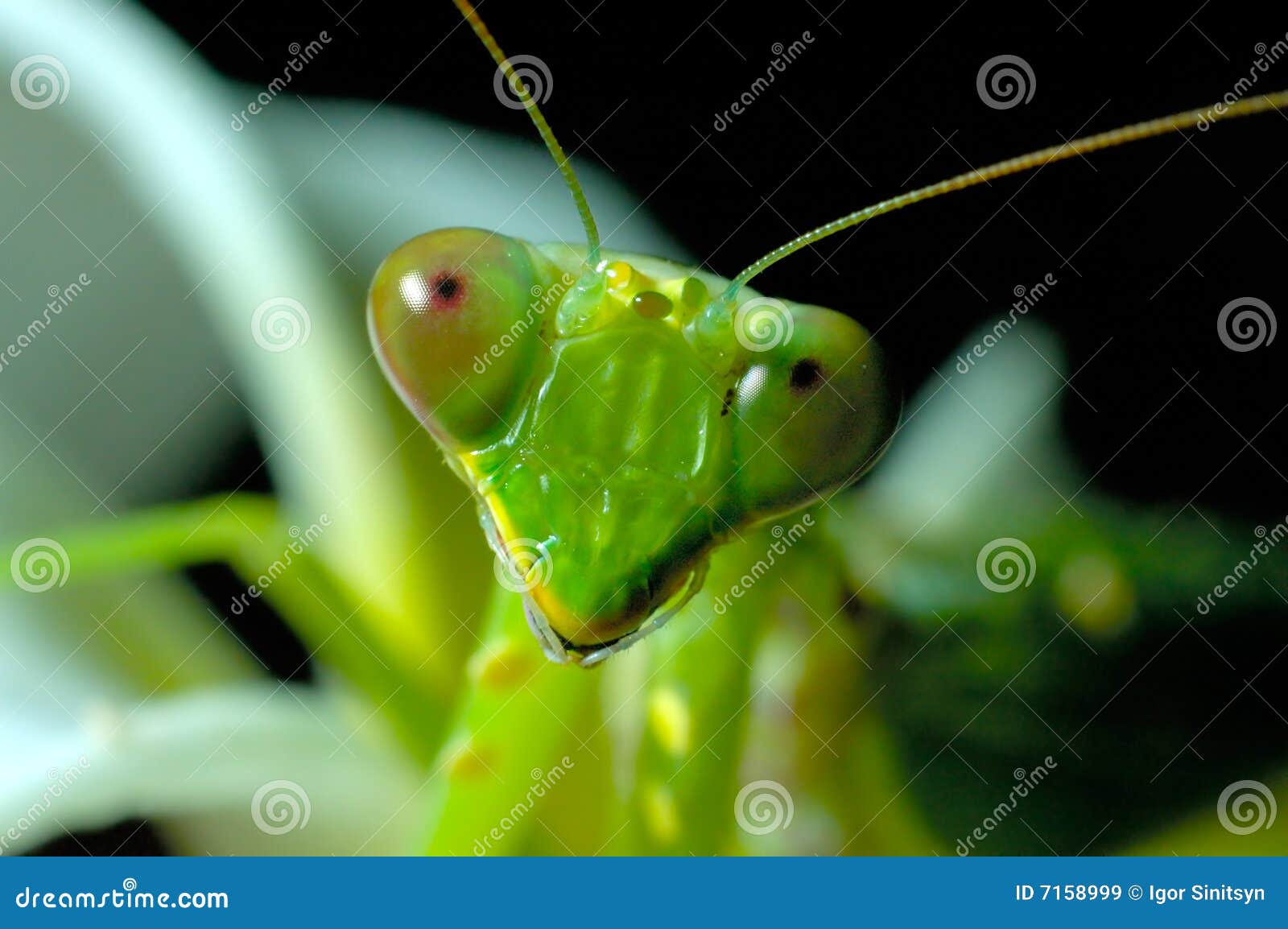 Mantis stock image. Image of stare, single, macro, grasp - 7158999