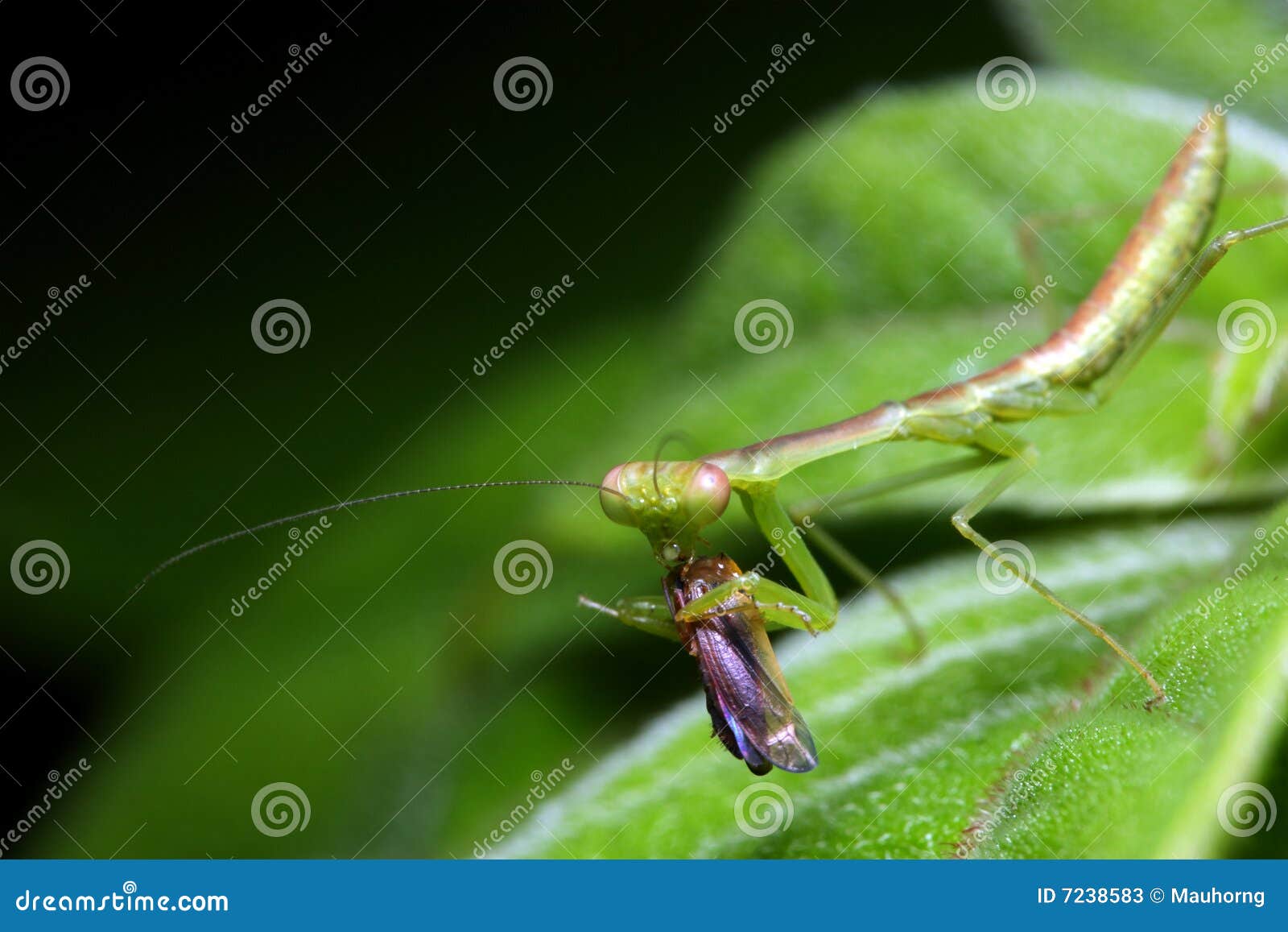 Mantis stock image. Image of wildlife, insect, food, green - 7238583