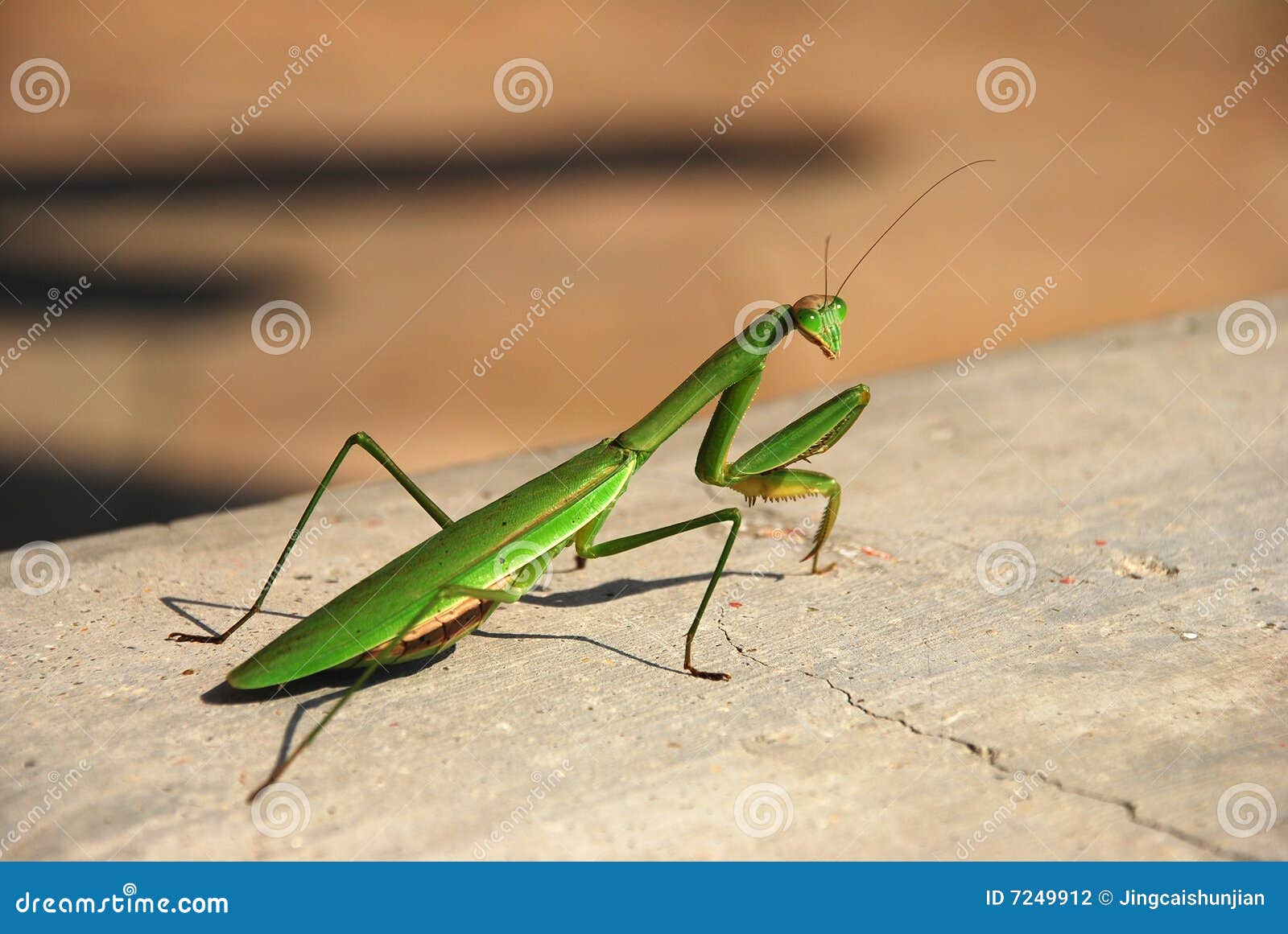 Mantis stock photo. Image of body, macro, closeup, detail - 7249912