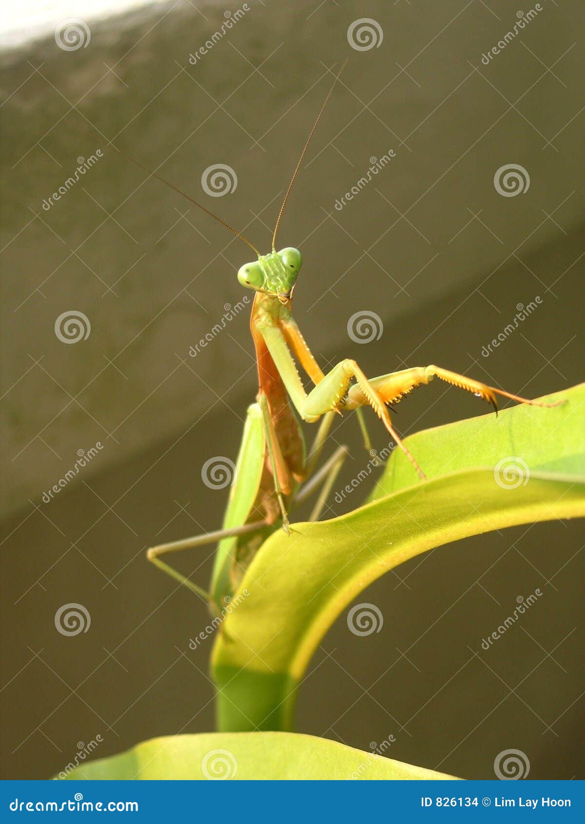 Mantis stock photo. Image of cute, pretty, praying, tenodera - 826134