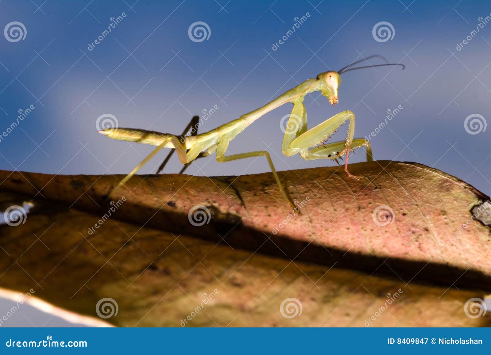 Mantis stock image. Image of entomology, deep, insect - 8409847