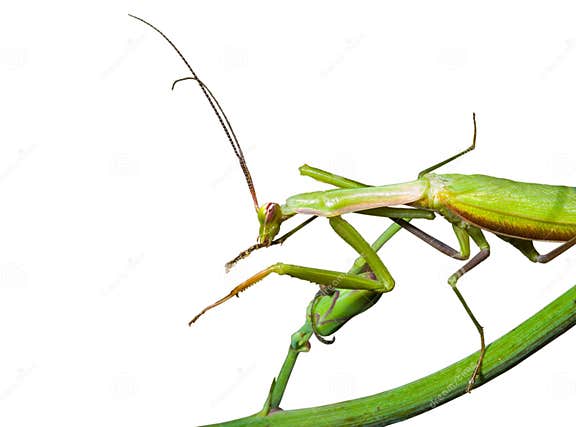 Mantis 9 stock photo. Image of wildlife, close, raptor - 11827488