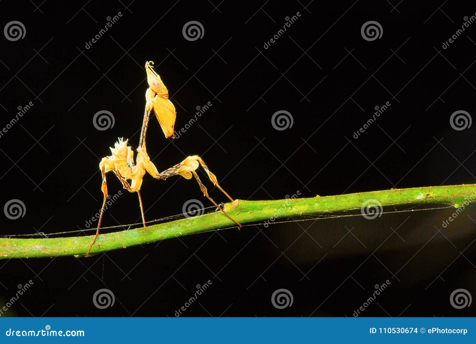 Mantis, Aarey Milk Colony stock photo. Image of wild - 110530674