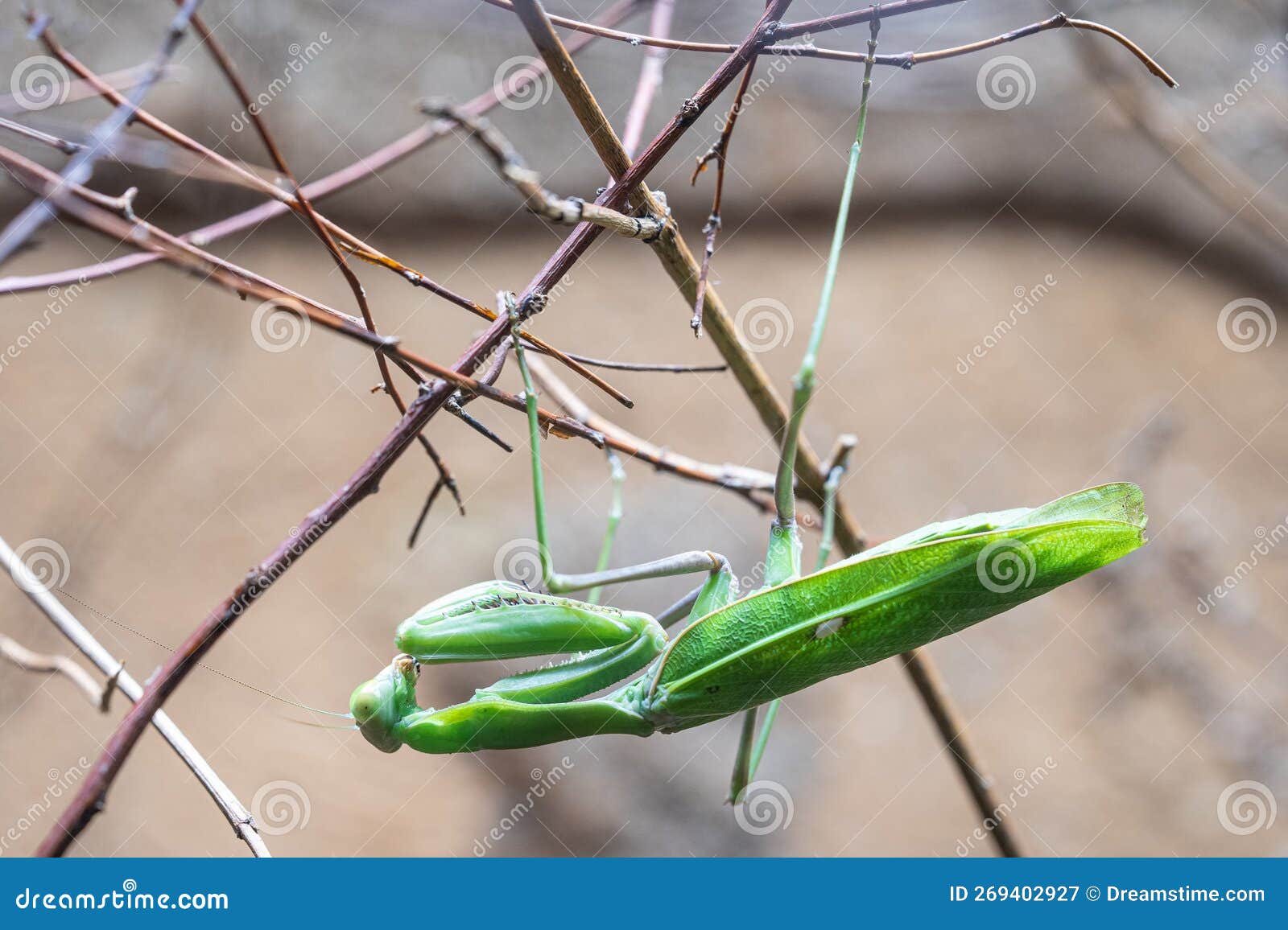 Mantis Africana Gigante Sphodromantis Viridis Imagen de archivo ...