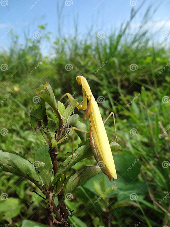 Mantis albino insect stock photo. Image of tree, animal - 242345422