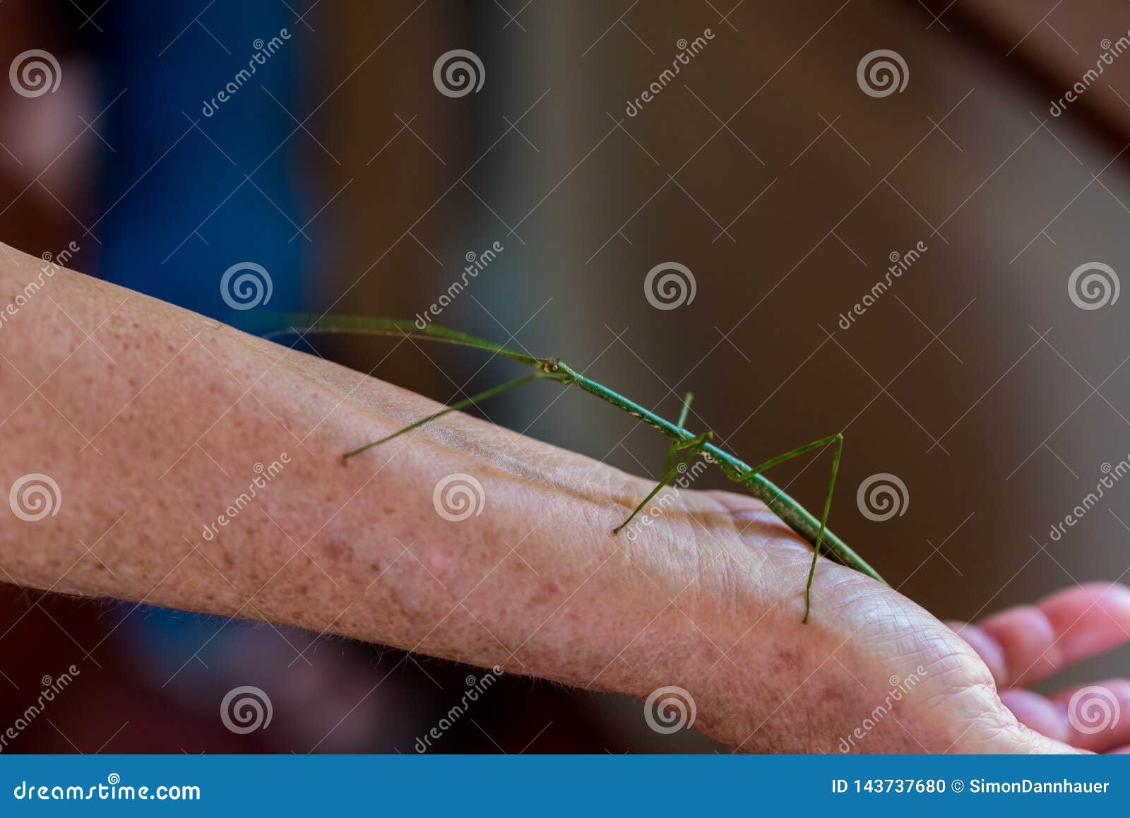 Mantis Animal on Human Hand Stock Photo - Image of arthropod, indoors ...