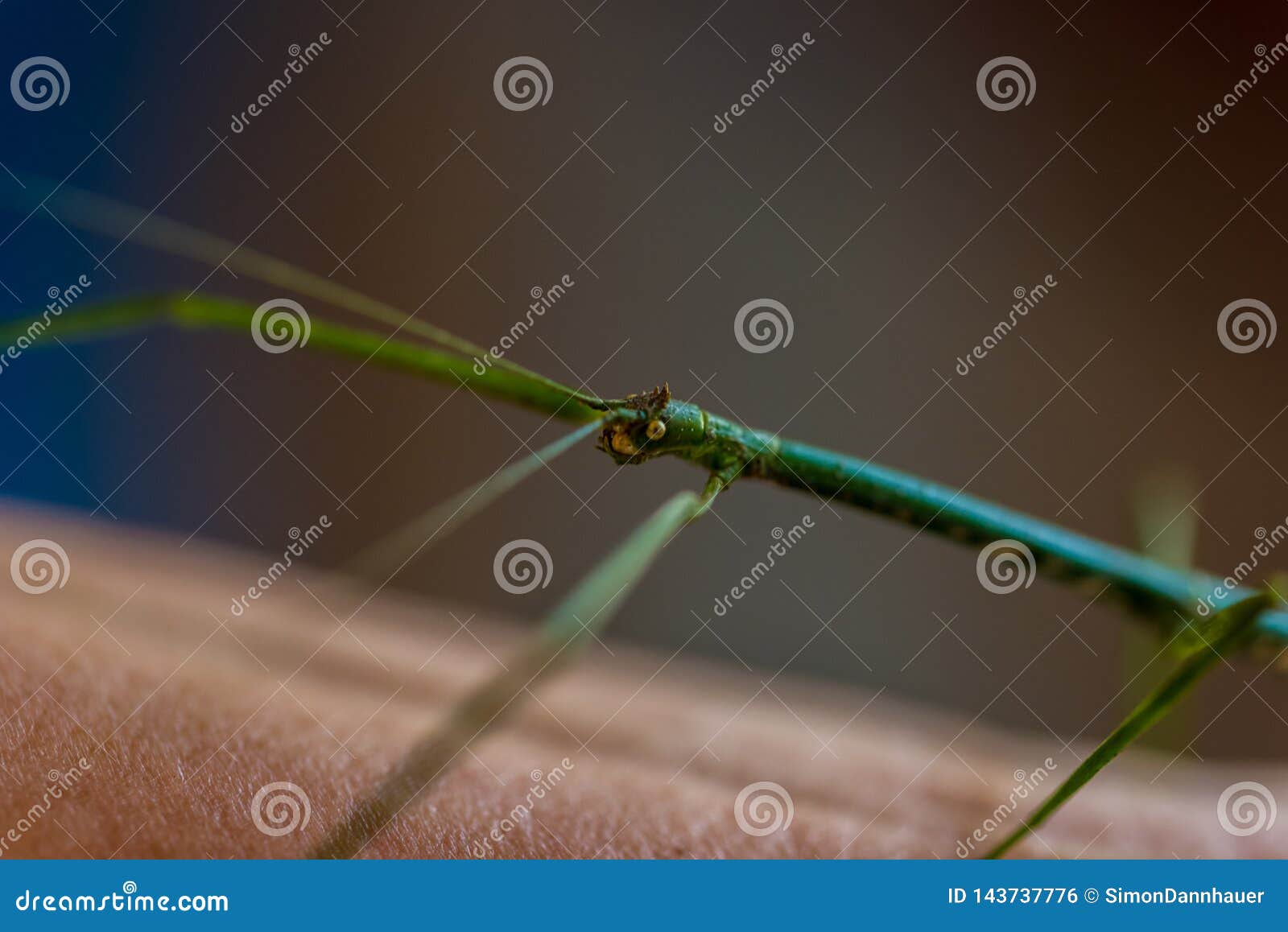 Mantis Animal on Human Hand Stock Photo - Image of green, entomology ...