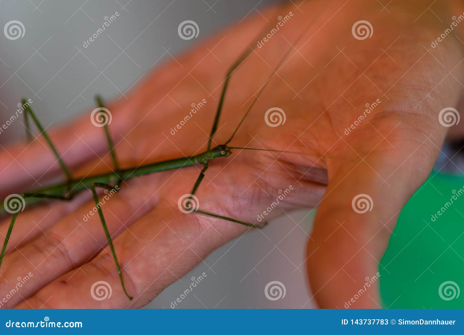 Mantis Animal on Human Hand Stock Image - Image of antenna, life: 143737783