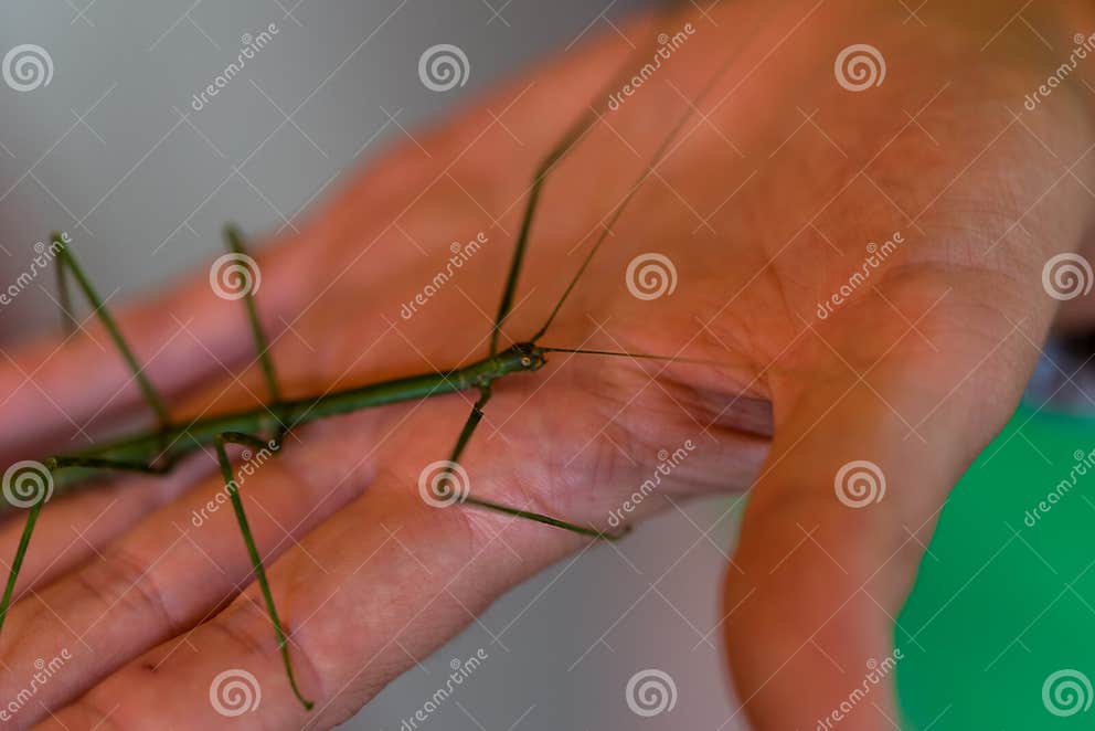 Mantis Animal on Human Hand Stock Image - Image of antenna, life: 143737783