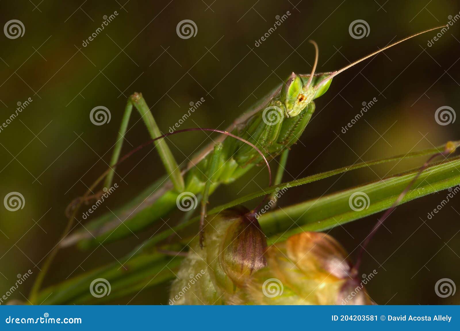 Mantis Apteromantis aptera stock image. Image of closeup - 204203581