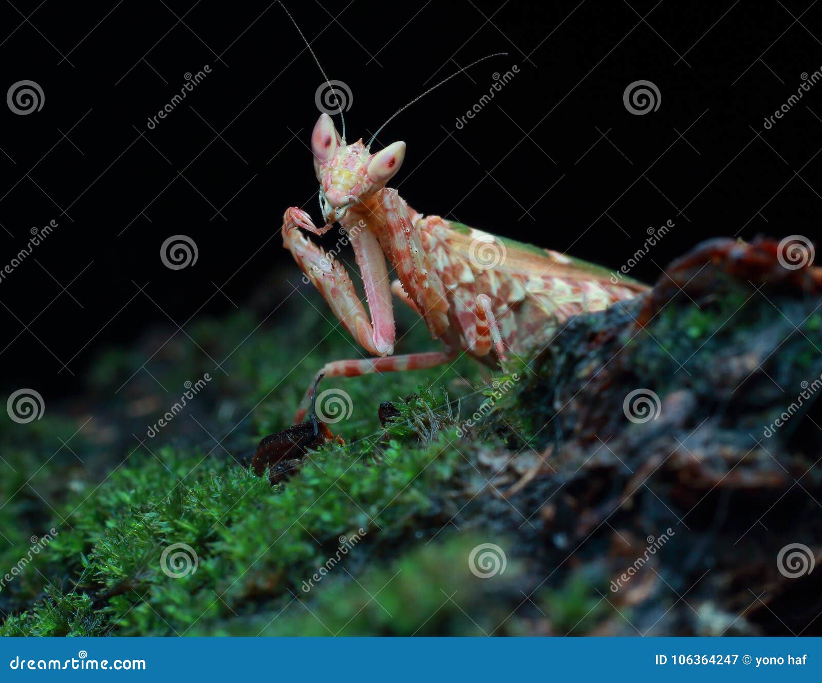 Mantis Army in Action on Black Stock Image - Image of action, brown ...