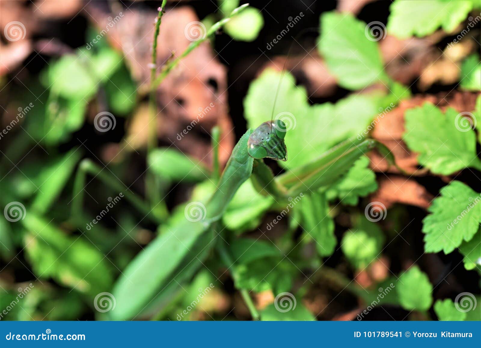 Mantis stock image. Image of insect, coloration, grass - 101789541