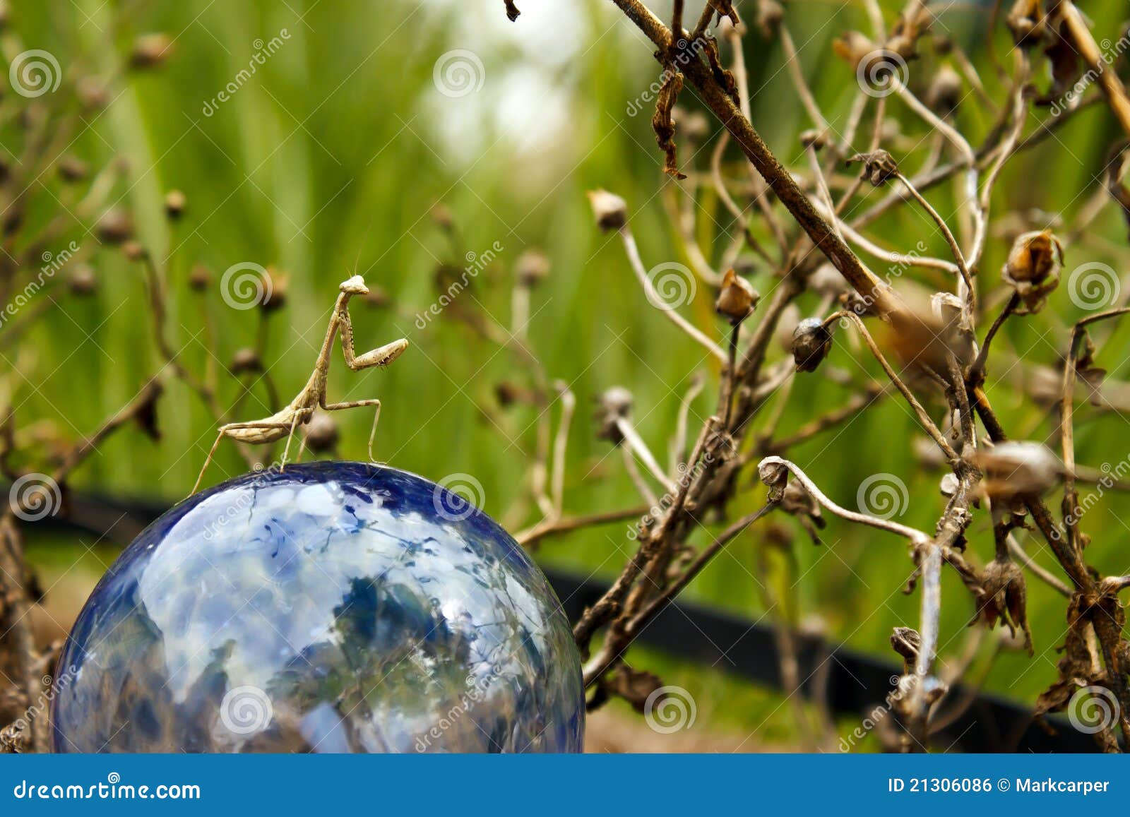Mantis Balloon stock photo. Image of predator, common - 21306086