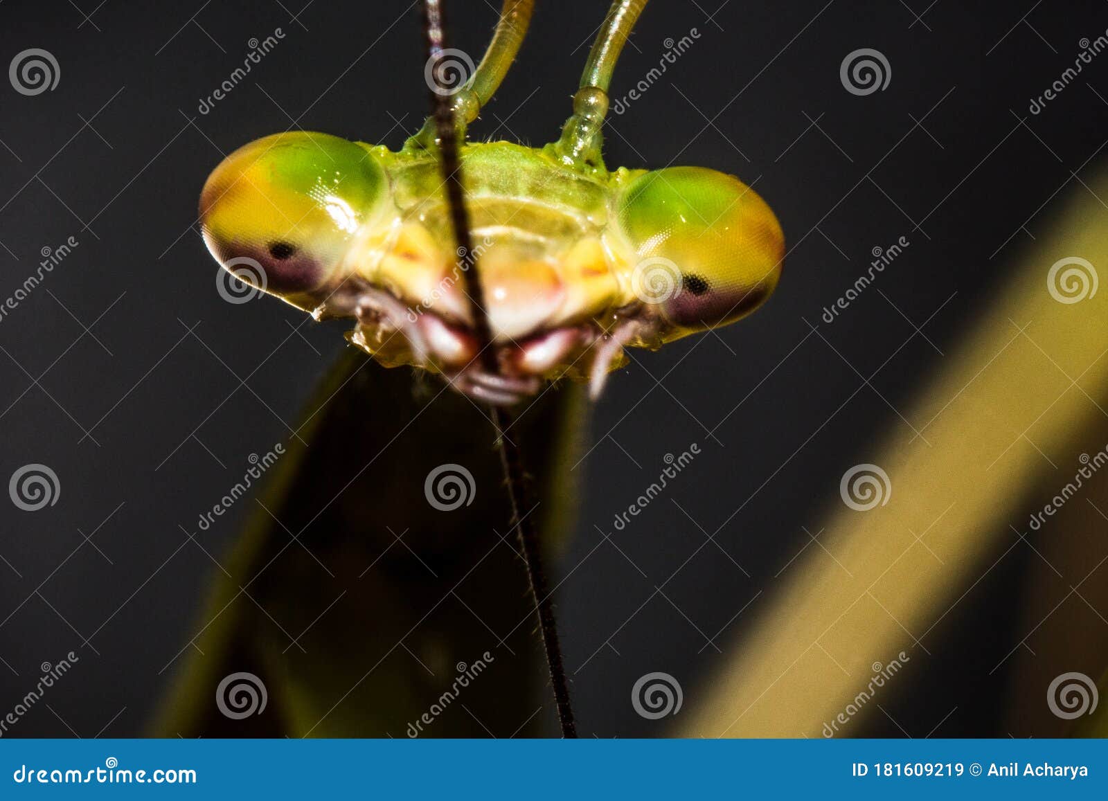 Mantis with big eyes stock image. Image of mantis, yellow - 181609219