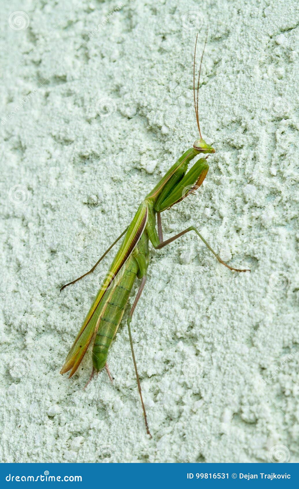 Mantis stock image. Image of mantis, mimicry, insect - 99816531