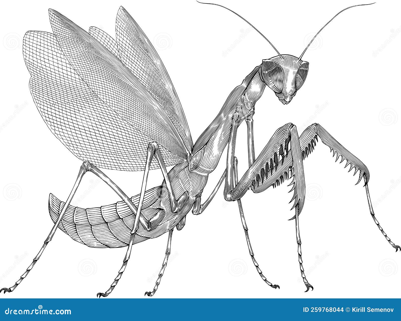 Mantis stock vector. Illustration of graphic, isolated - 259768044