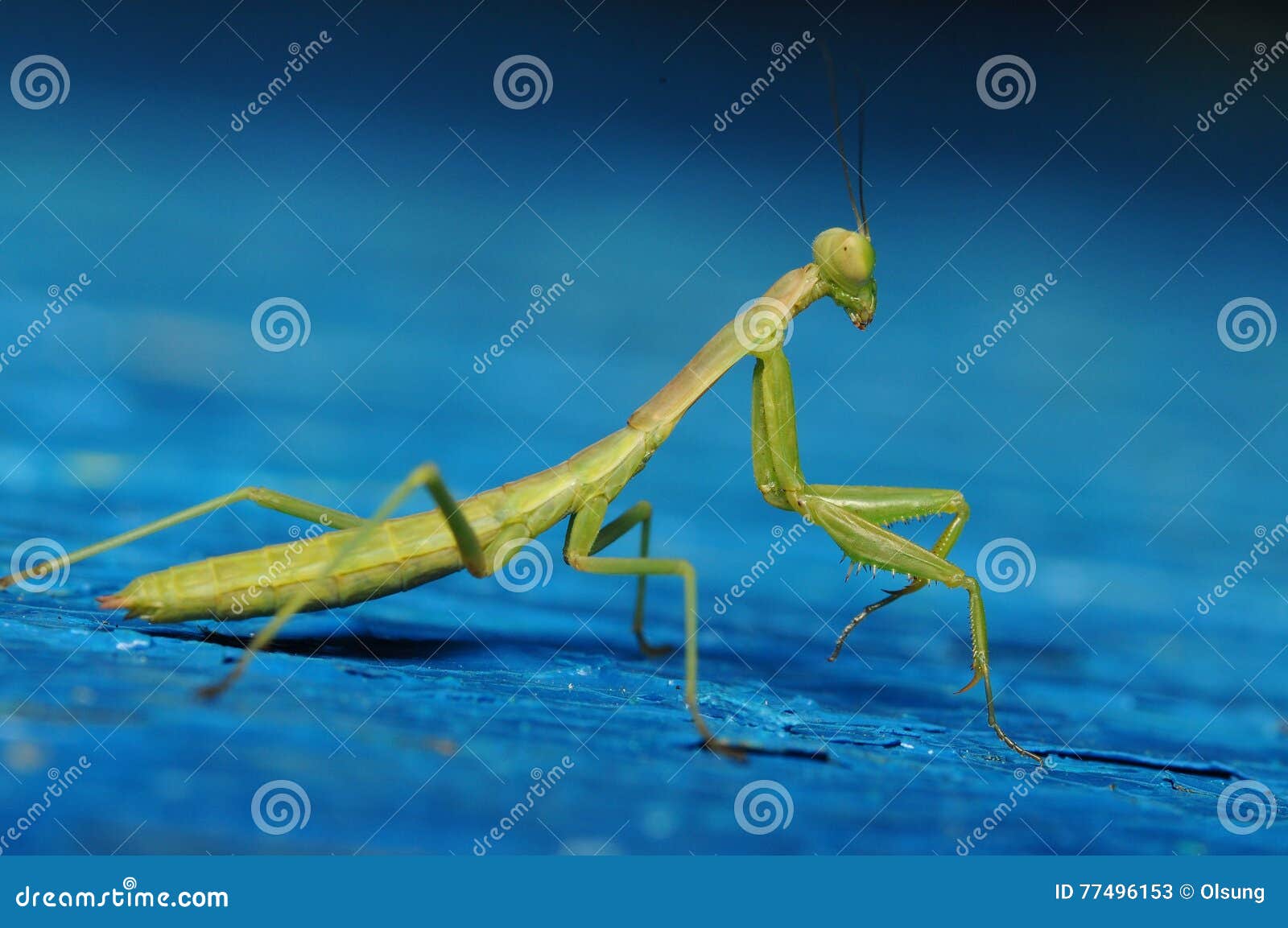 Mantis on a Blue Background Stock Image - Image of insects, arthropod ...