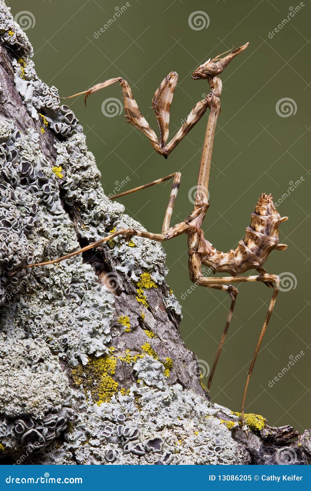 Mantis on branch stock image. Image of arthropod, praying - 13086205