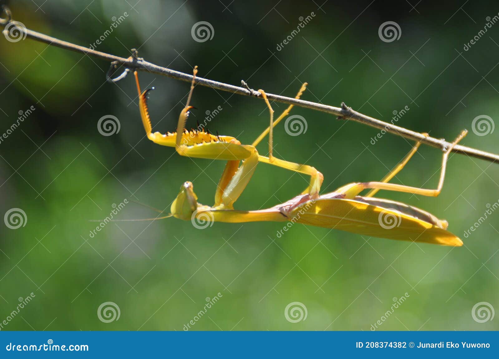 Mantis on the branch stock photo. Image of leaf, invertebrate - 208374382