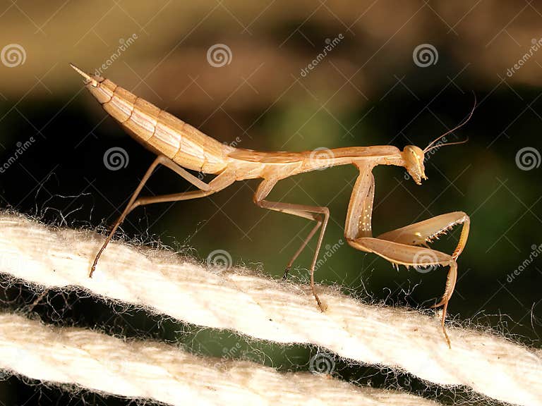 Mantis bug stock photo. Image of modlivka, mantis, wild - 17952028